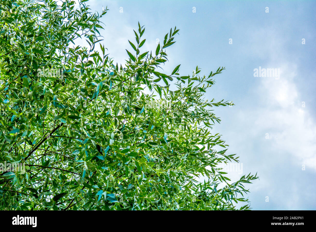 Willow or Salix Fragilis tree branches with fresh green leaves on blue ...