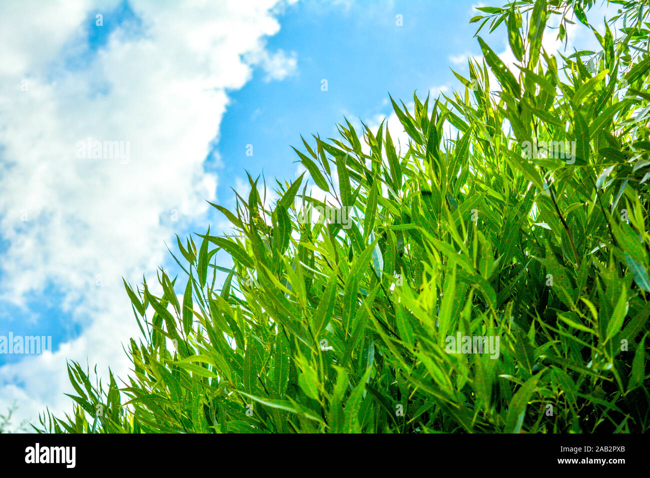 Willow or Salix Fragilis tree branches with fresh green leaves on blue ...