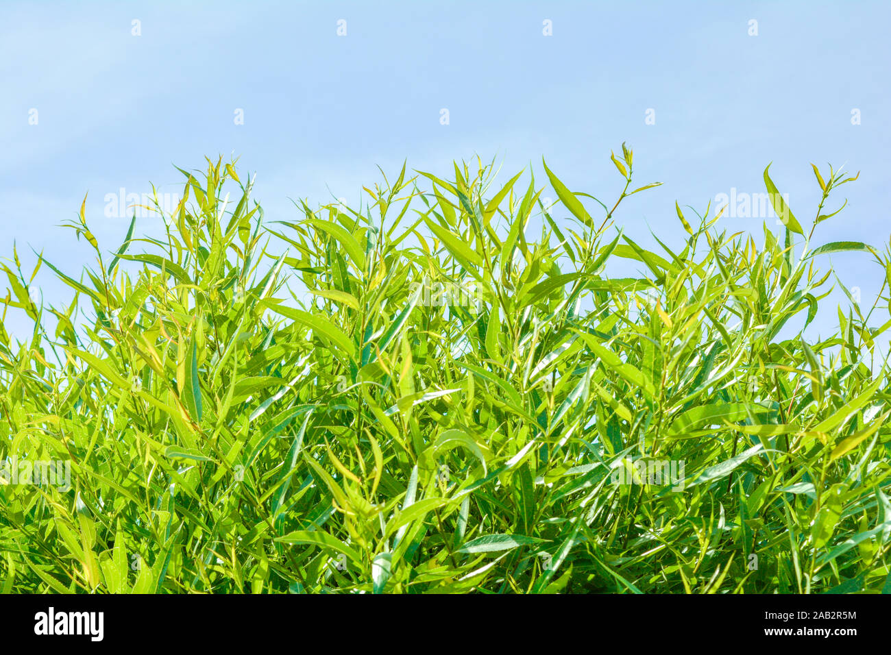 Willow or Salix Fragilis tree branches with fresh green leaves on blue ...