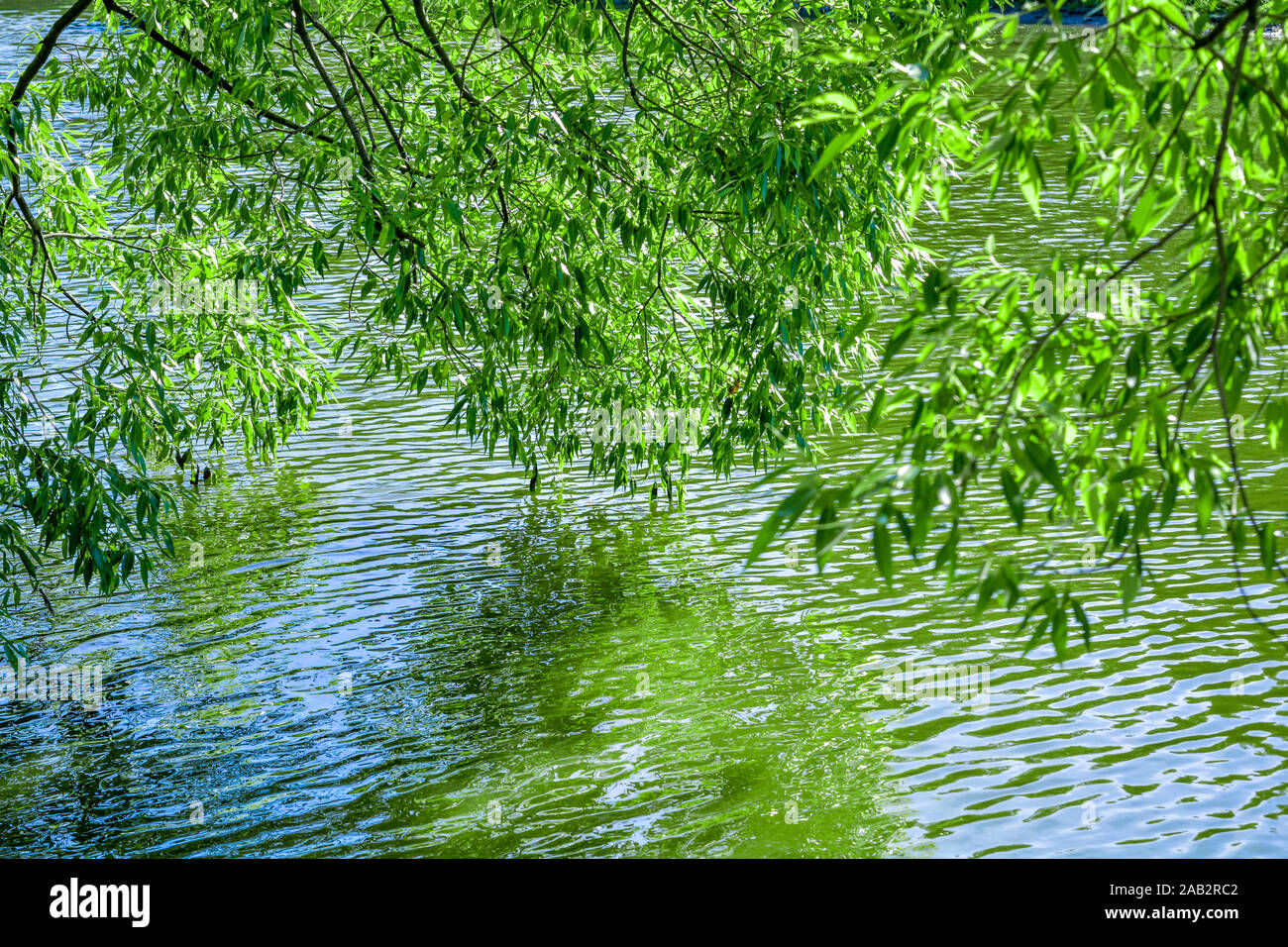 Weeping Willow Tree And Water High Resolution Stock Photography and ...