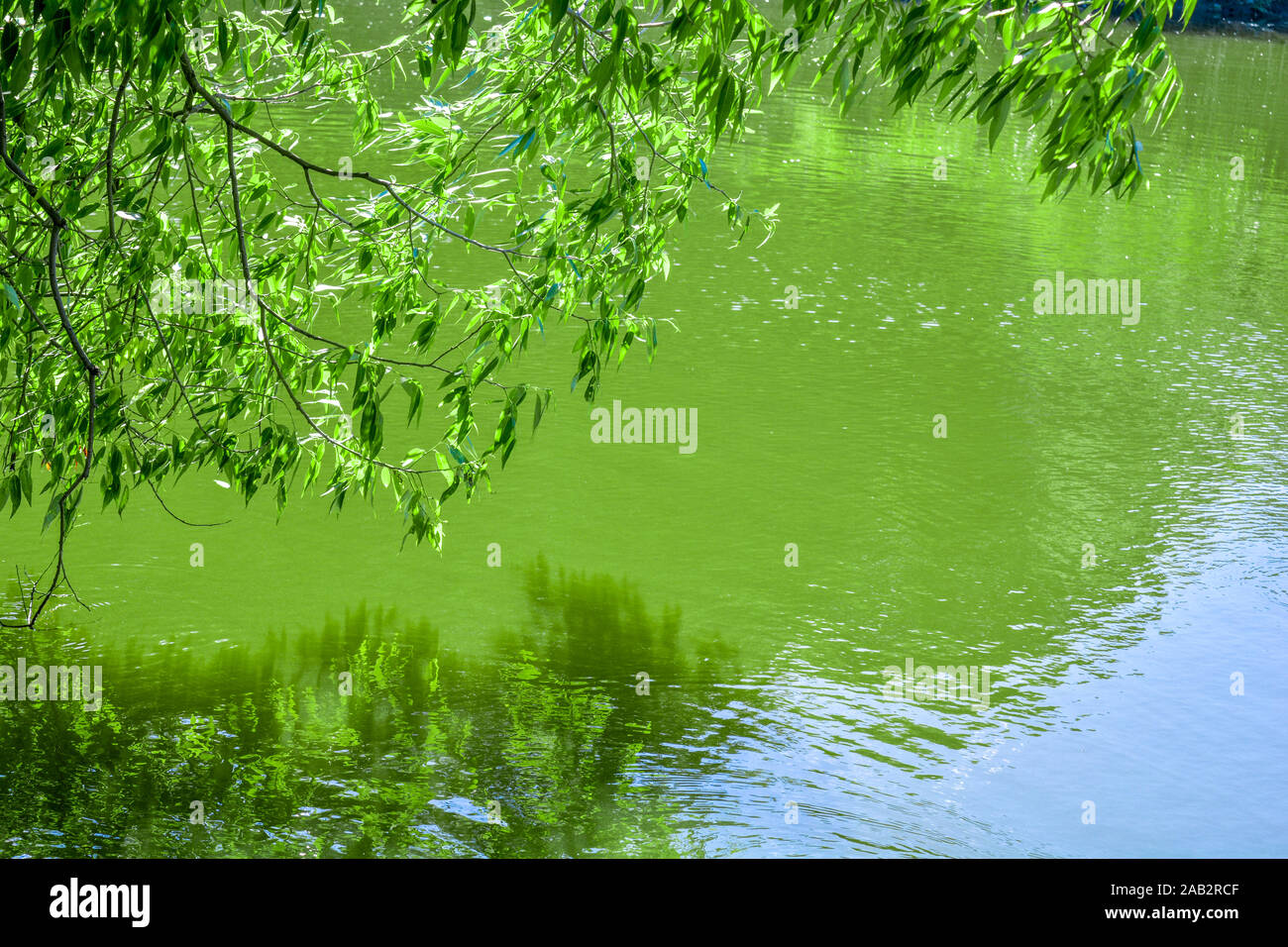 Weeping Willow Tree And Water High Resolution Stock Photography and ...