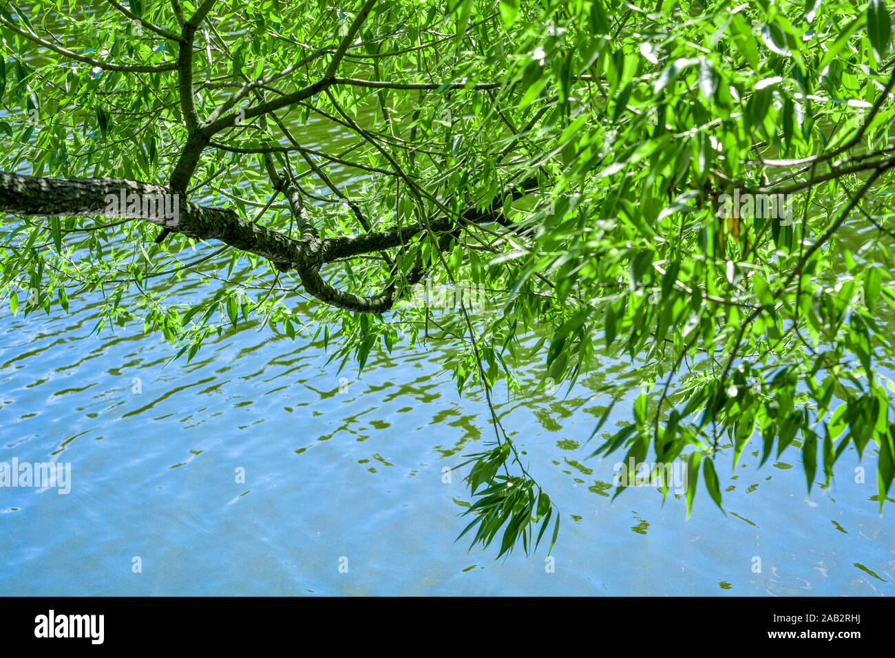 Weeping Willow Tree And Water High Resolution Stock Photography and ...