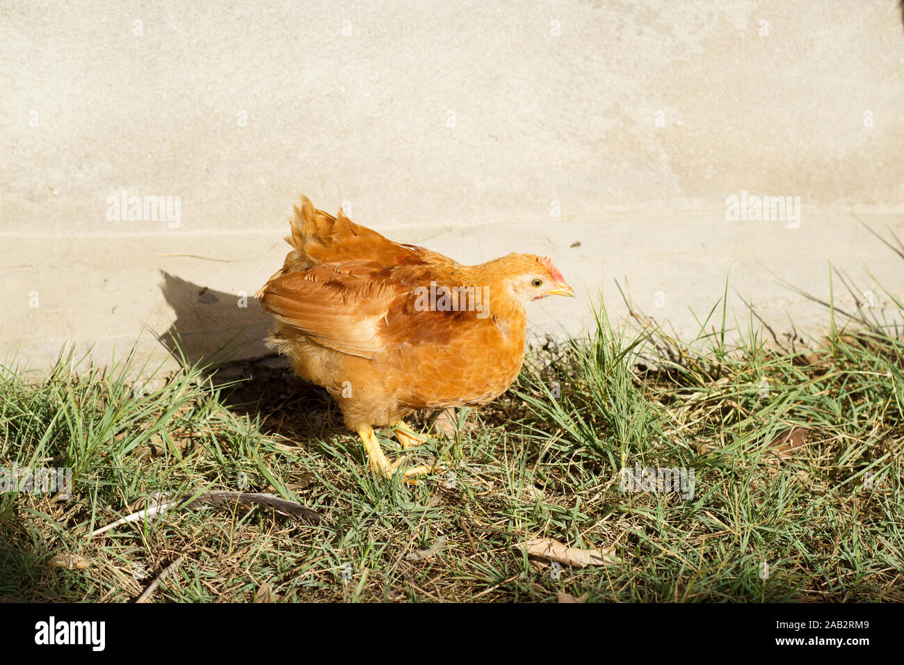Little red hen hi-res stock photography and images - Alamy