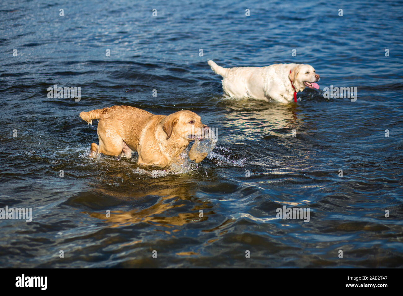 Two labradors on the beach Stock Photo - Alamy