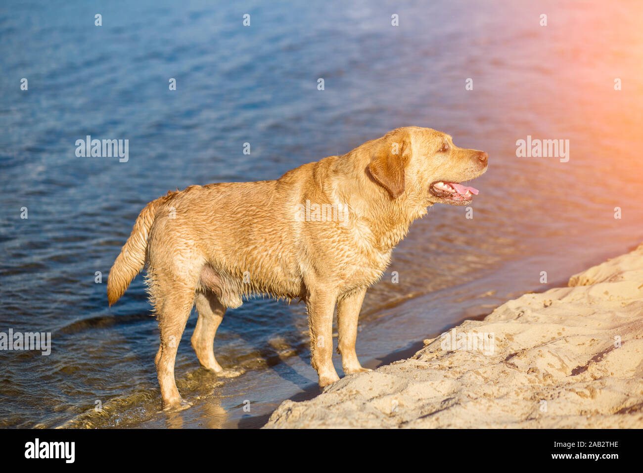 Labrador retriever dog on beach. Sun flare Stock Photo - Alamy