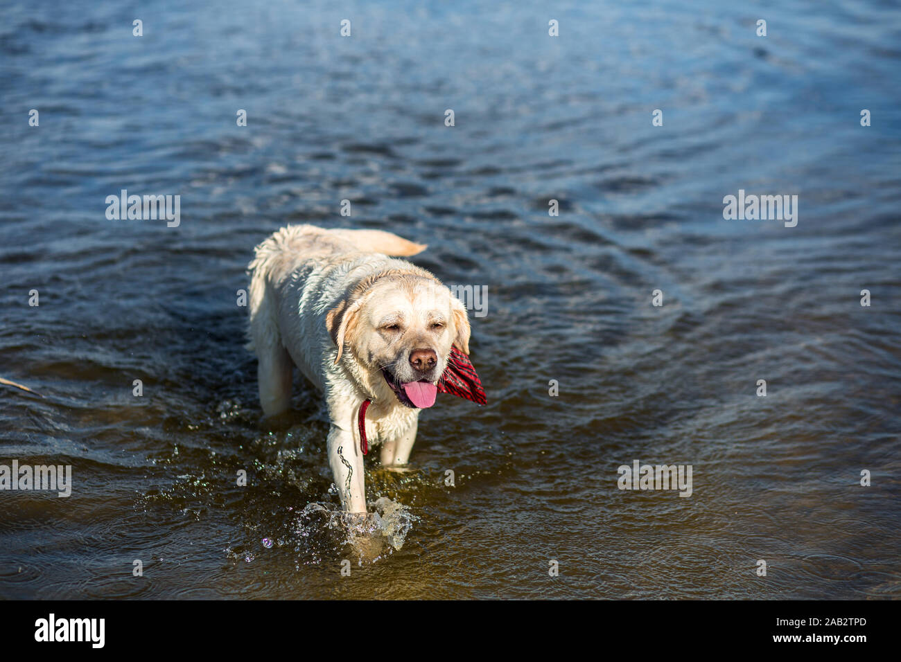 Labrador Retriever dog running through water creating huge splash and ...