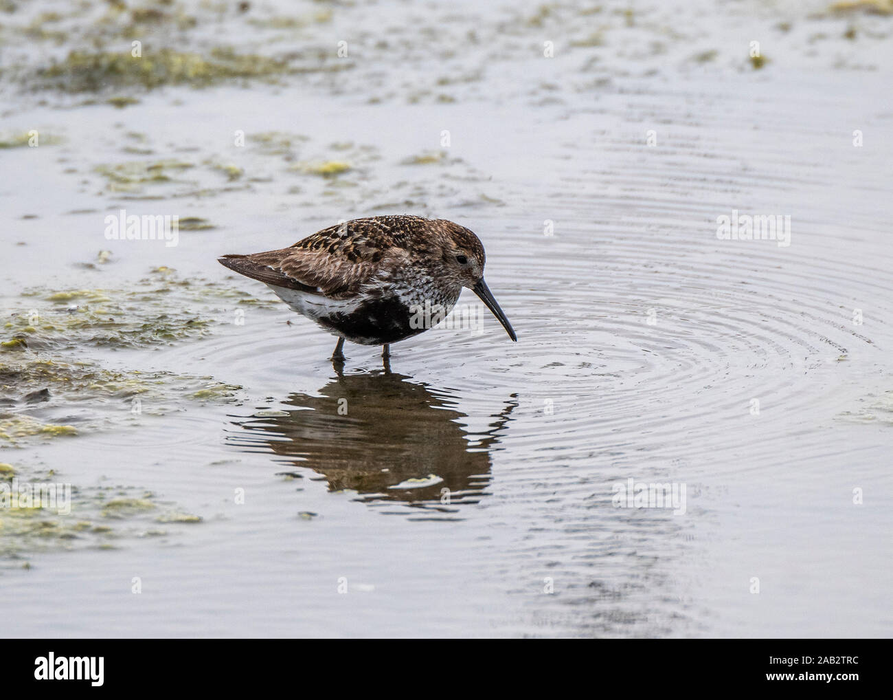 Dunlin (Calidris alpina), adult in breeding summer plumage, Shetland ...