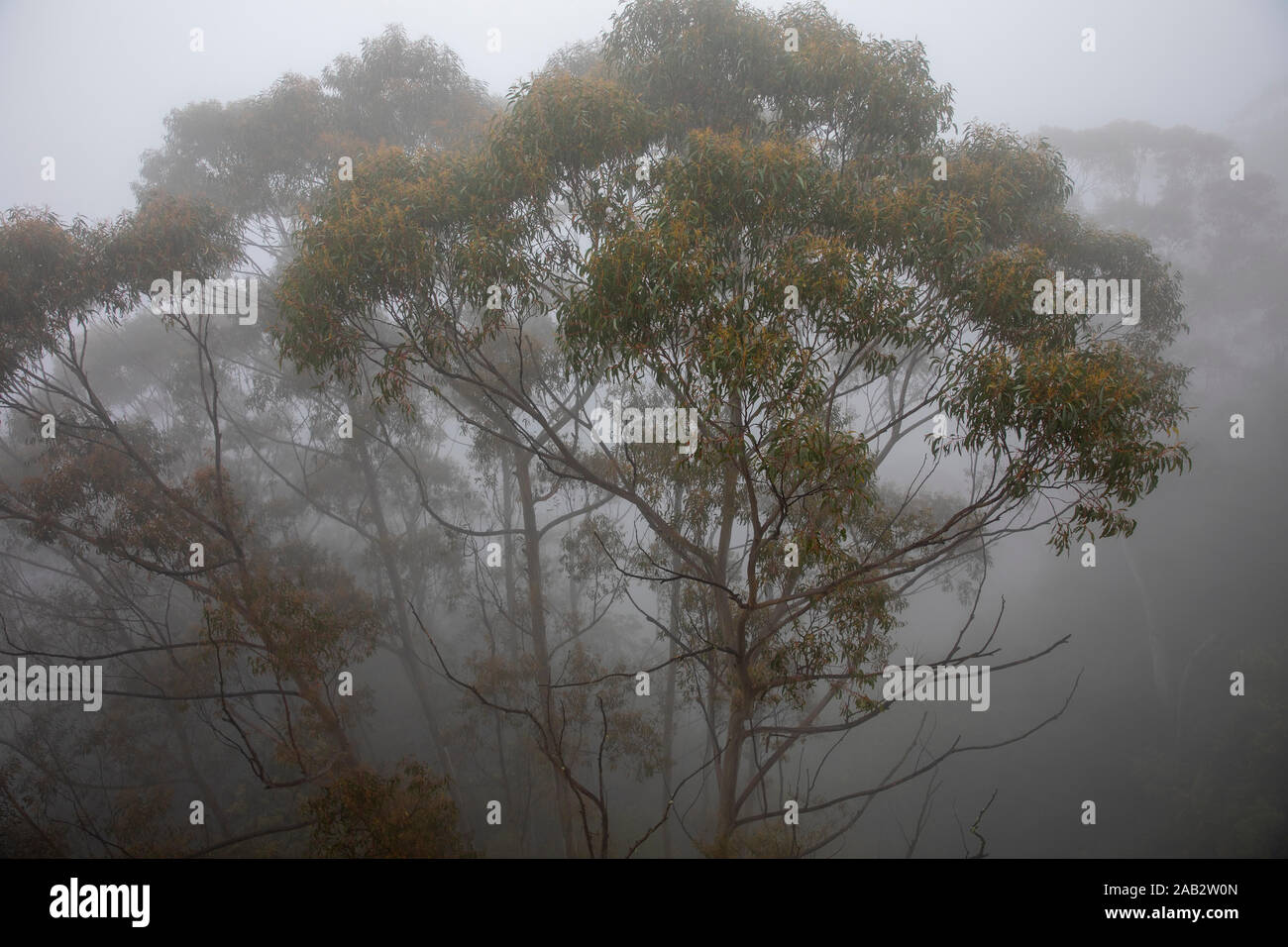 Dense fog tourismdense fog hi-res stock photography and images - Alamy