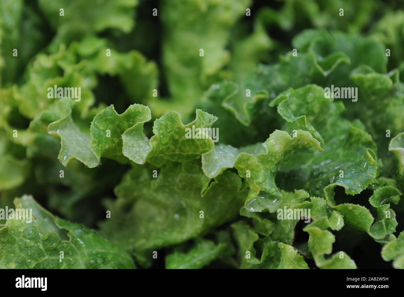 Close-up of a curly green lettuce salad leave. Fresh leafy greens Stock ...