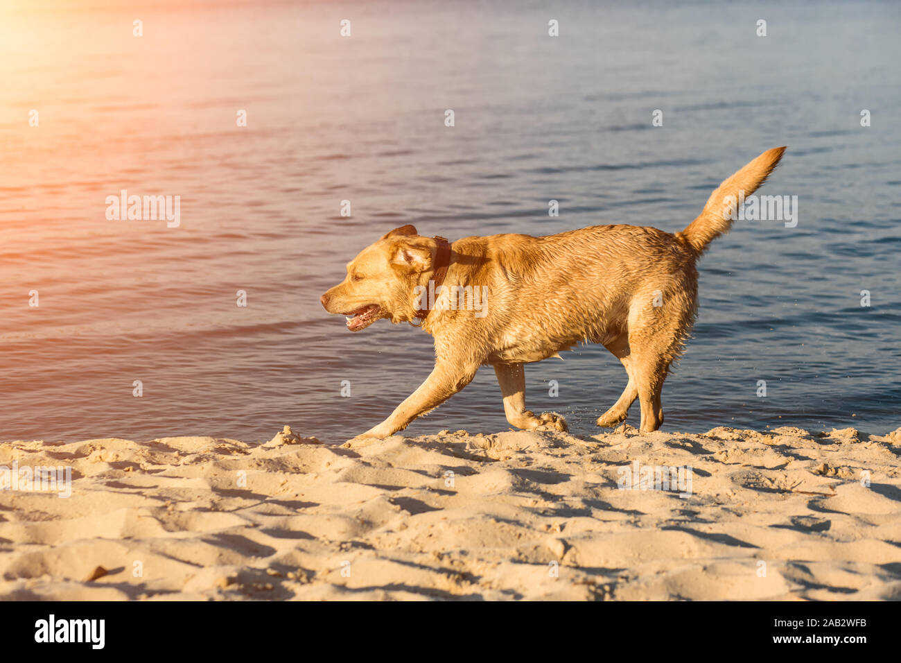 Labrador retriever on the beach. Sun flare Stock Photo - Alamy