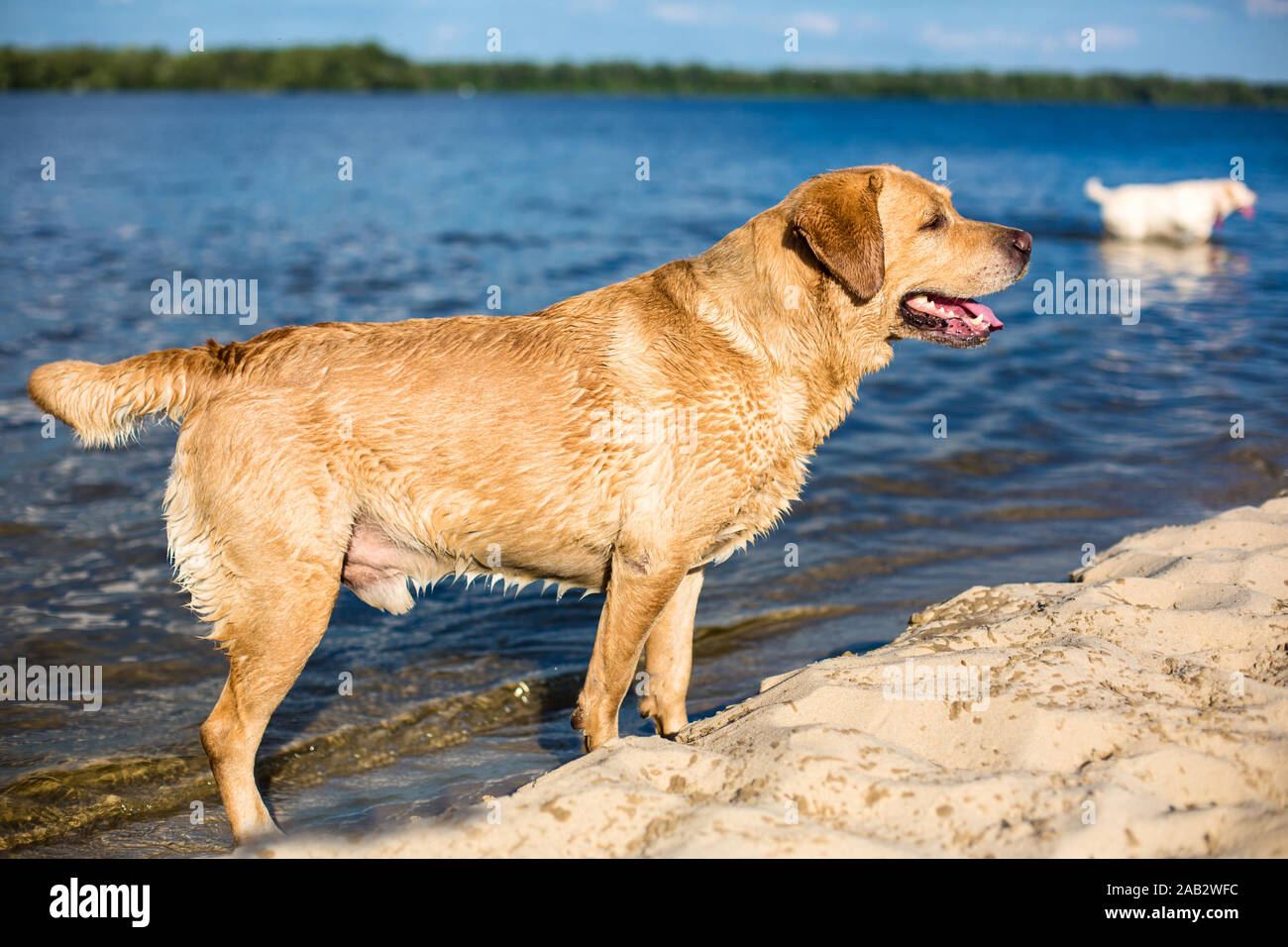 Labrador retriever dog on beach Stock Photo - Alamy
