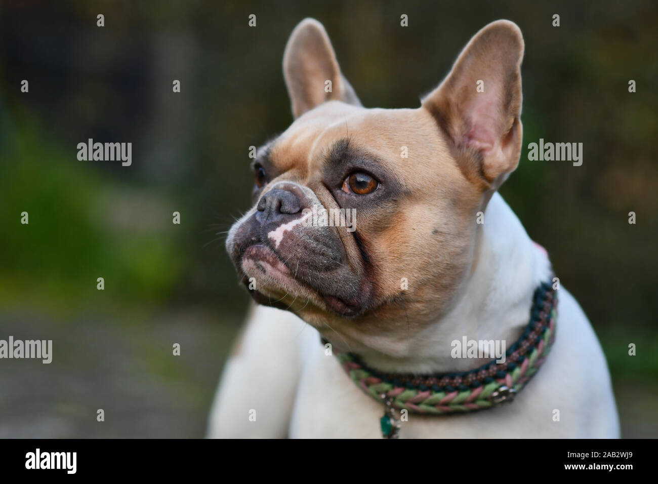 Portrait of a beautiful red pied female French Bulldog dog in front of ...