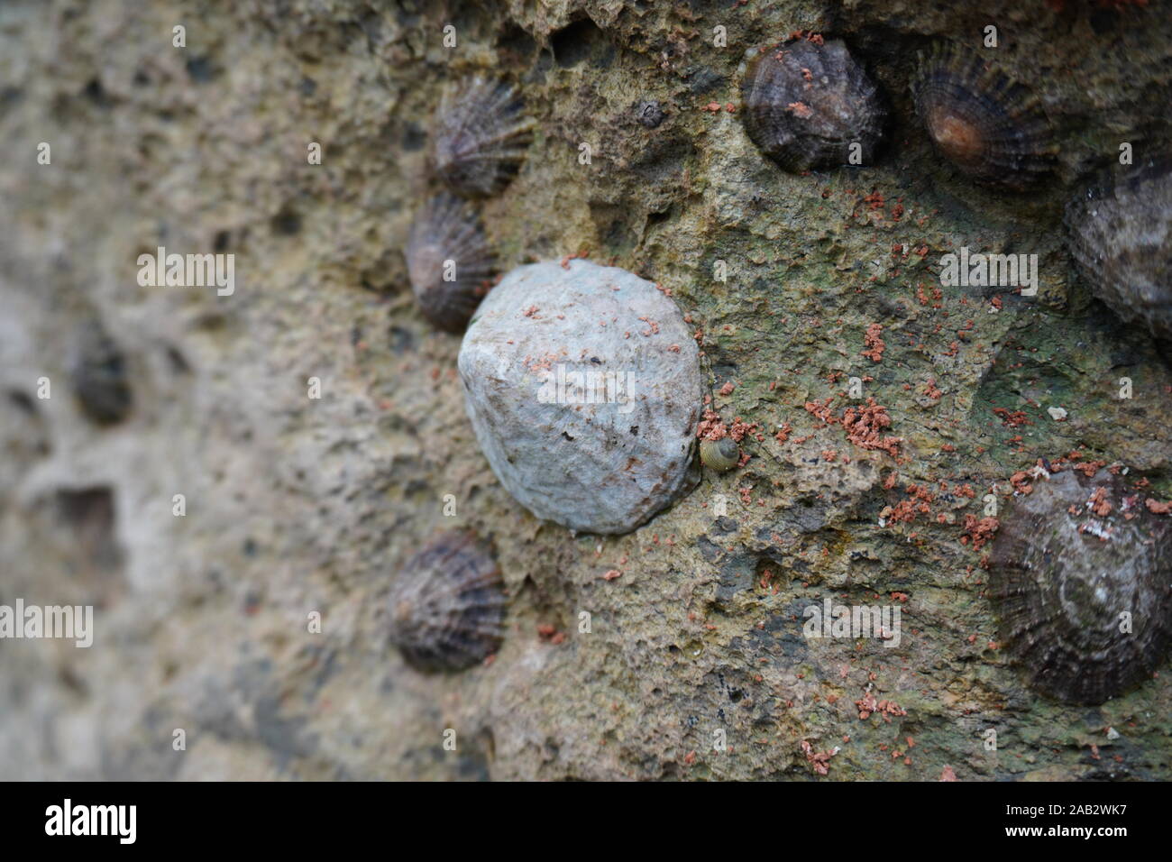 True limpet hi-res stock photography and images - Alamy