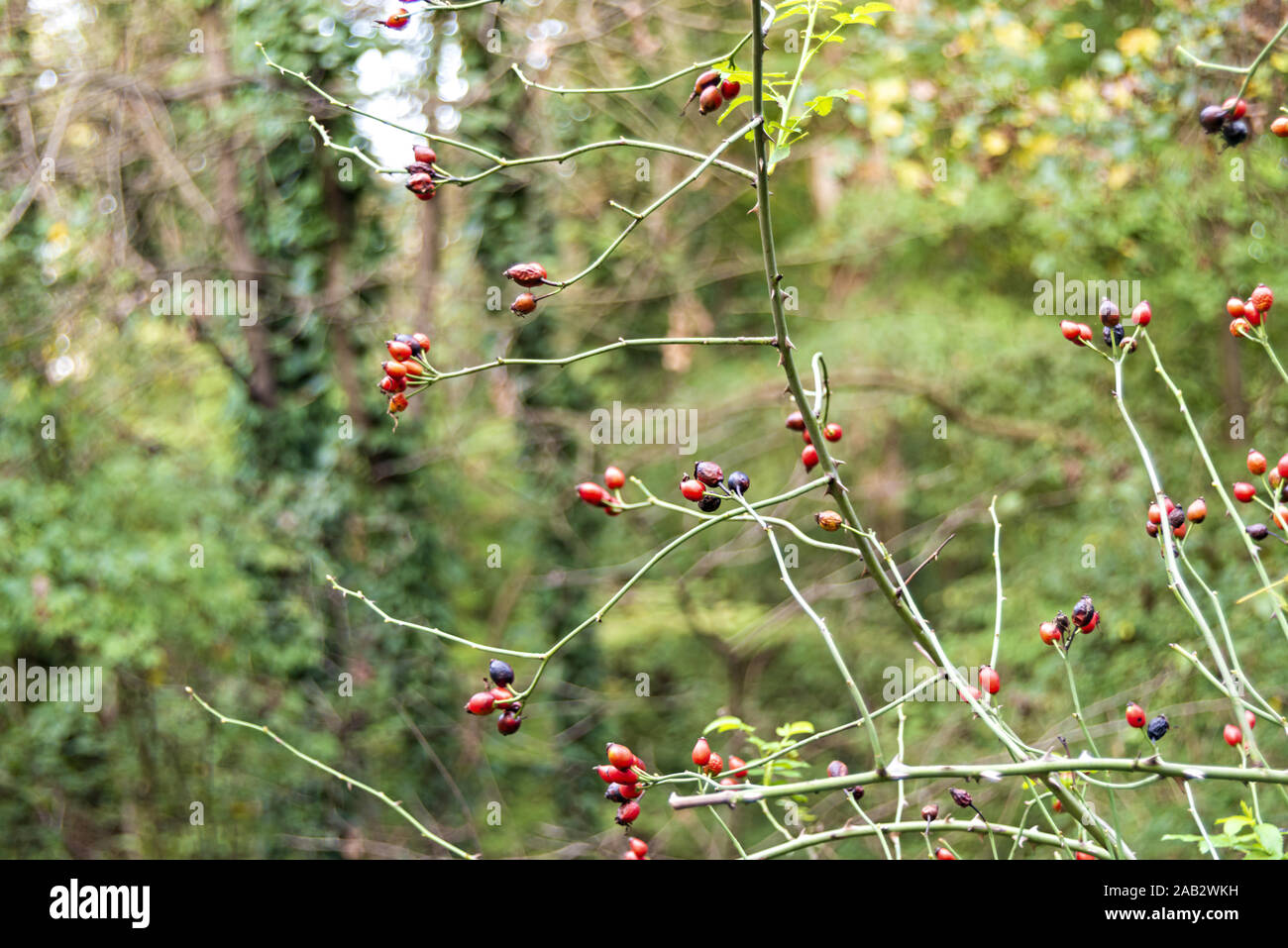 Foglie di rosa canina hi-res stock photography and images - Alamy