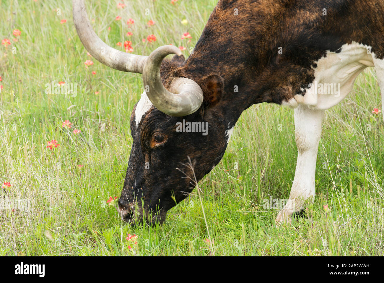 Texas Longhorn at Wichita Mountains National Wildlife Refuge near ...