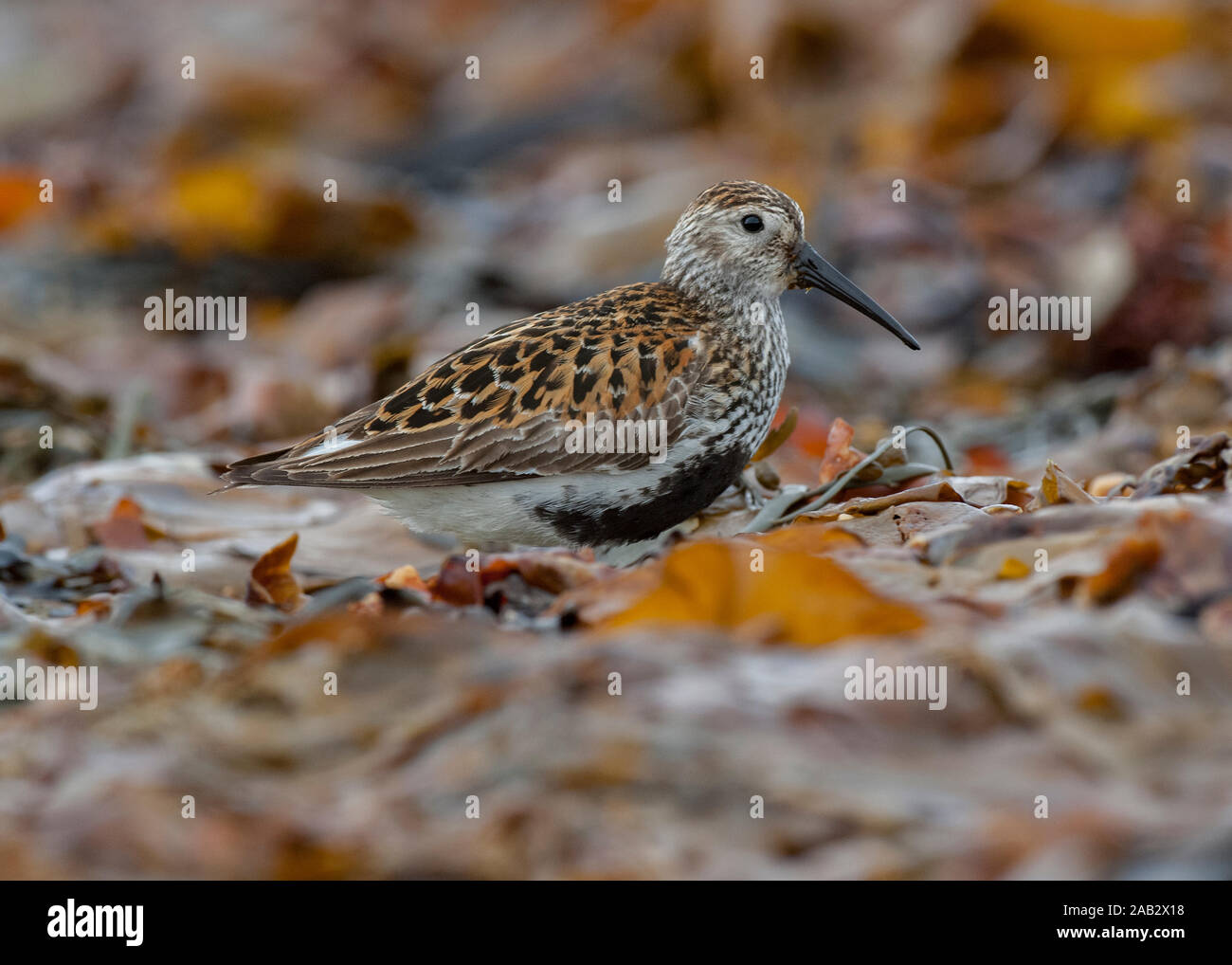 Dunlin (Calidris alpina), adult in breeding summer plumage, feeding ...