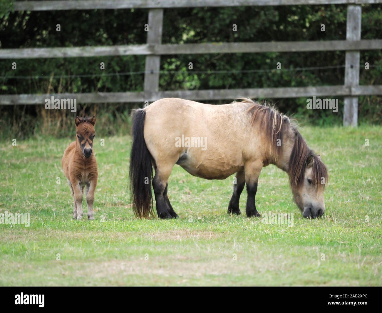 Miniature shetland pony horse tiny hi-res stock photography and images ...