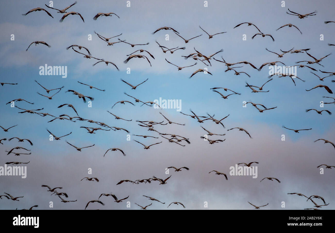 Random bird hi-res stock photography and images - Alamy