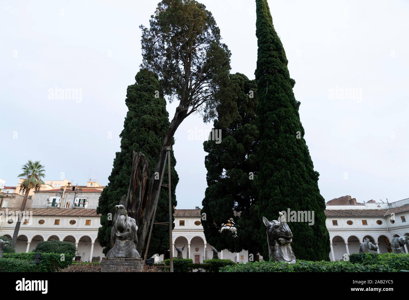 giant old tree in Bath of Diocletian in Rome view Michelangelo cloister ...