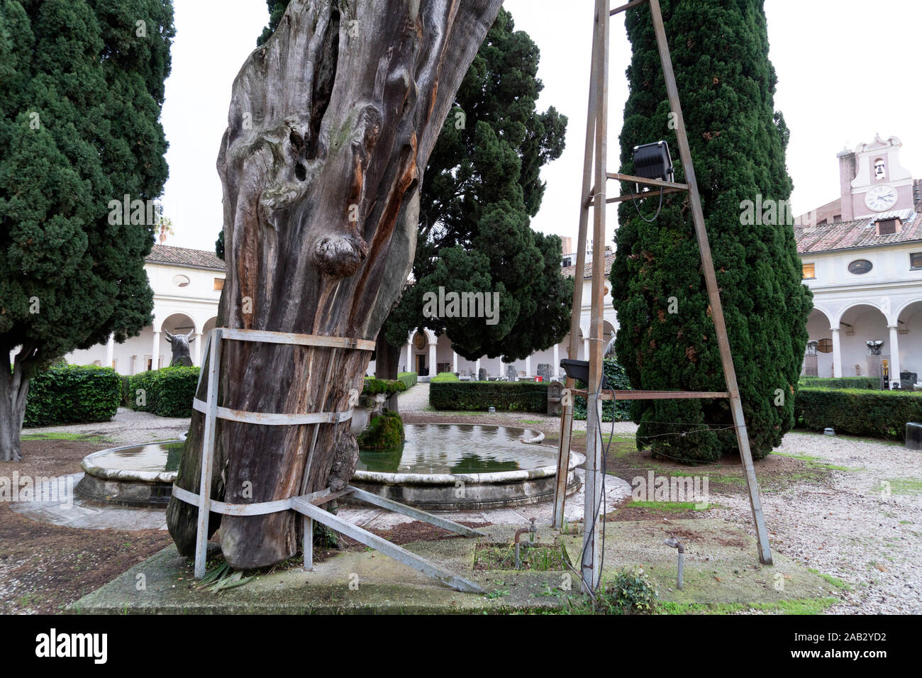 giant old tree in Bath of Diocletian in Rome view Michelangelo cloister ...