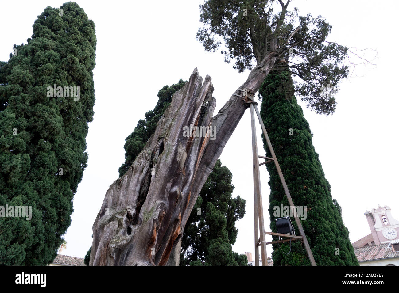 giant old tree in Bath of Diocletian in Rome view Michelangelo cloister ...