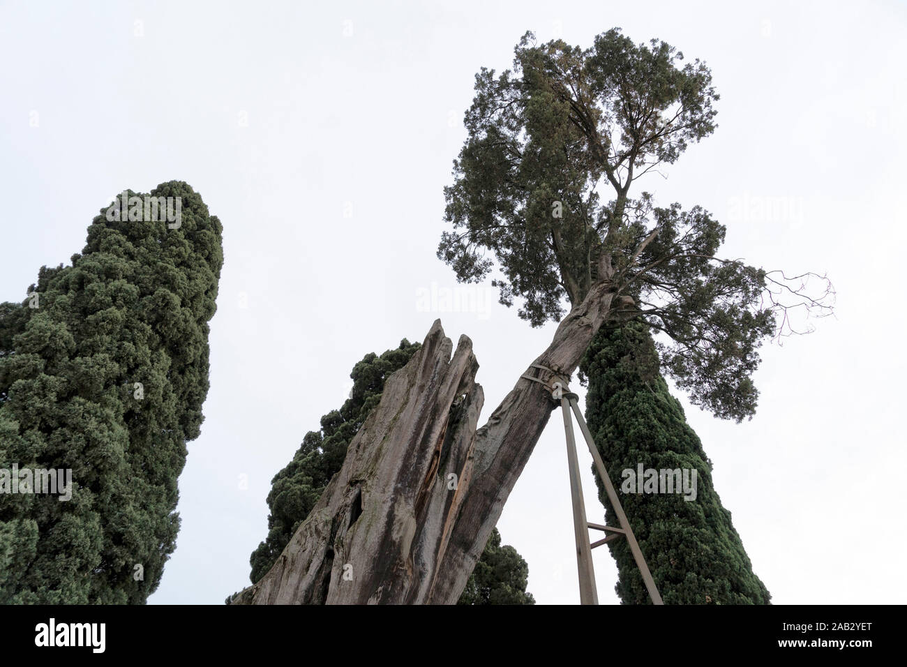 giant old tree in Bath of Diocletian in Rome view Michelangelo cloister ...