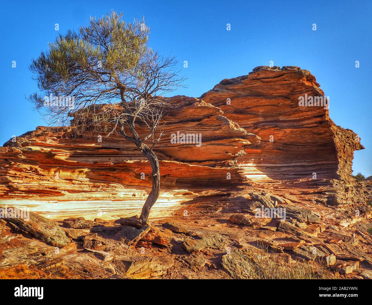 Dead tree and rock in Australian outback Stock Photo - Alamy