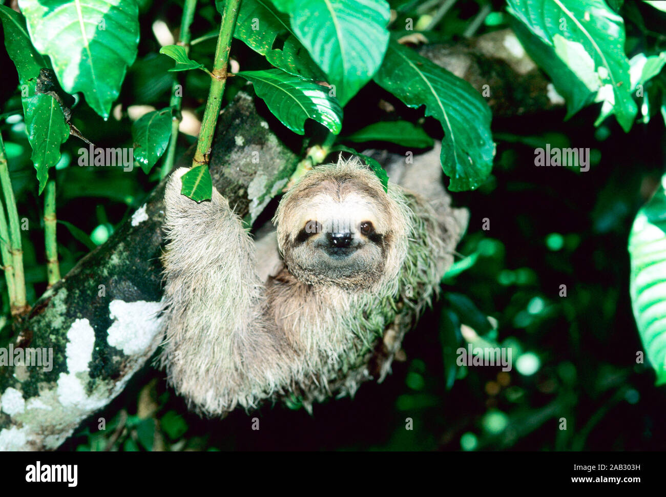 Dreifinger Faultier (Bradypus variegatus) three-finger putrid animal ...