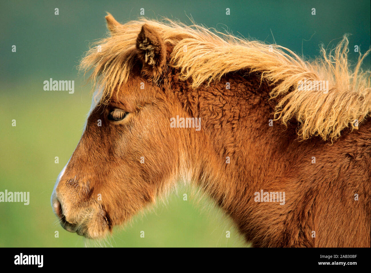 Island Pony, Portrait Iceland Pony Stock Photo - Alamy
