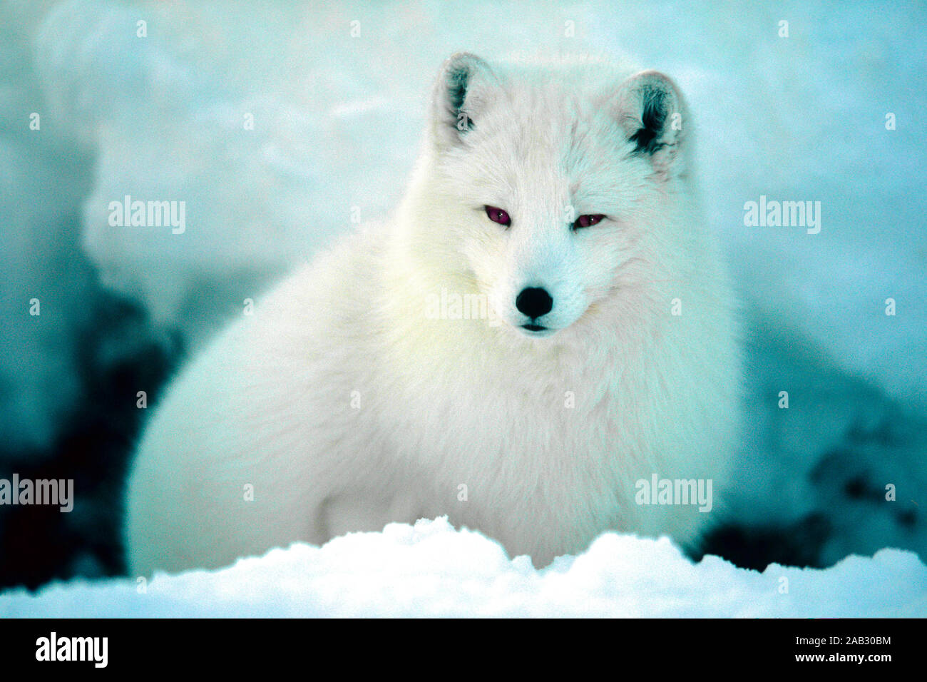 Eisfuchs, Polarfuchs, Arctic Fox, Winterfell, Finland Stock Photo - Alamy