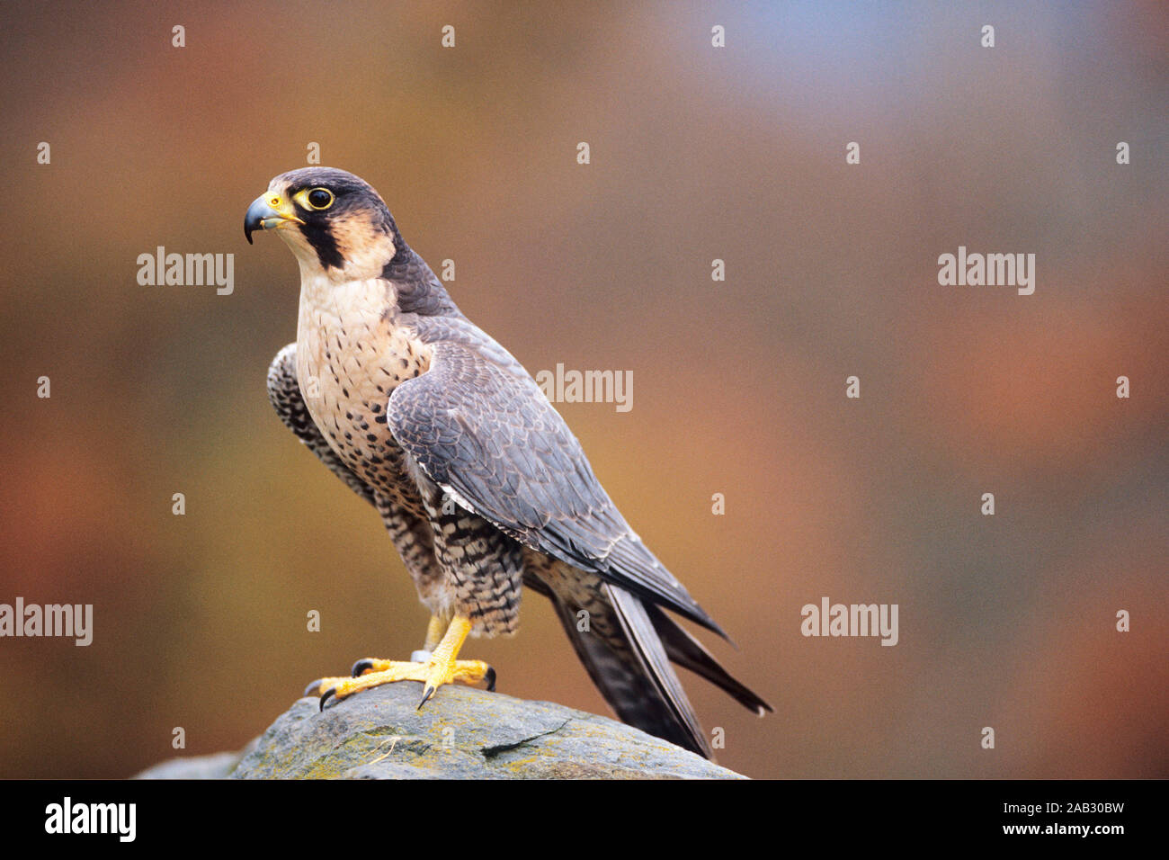 Wanderfalke hi-res stock photography and images - Alamy