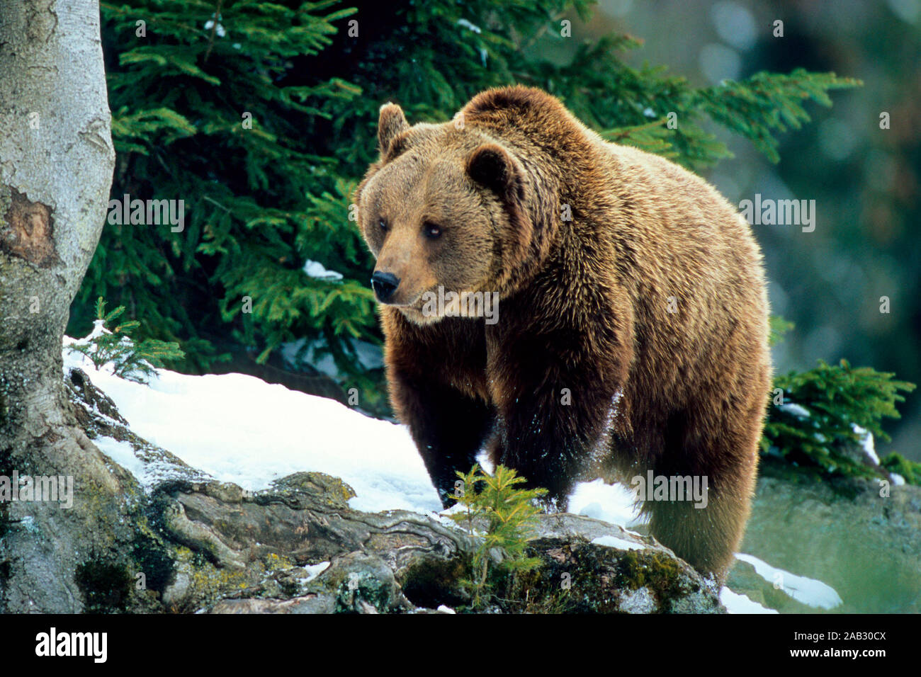 Braunbaer , Bayerischer Wald, Nationalpark, Bayern, Deutschland, Brown ...