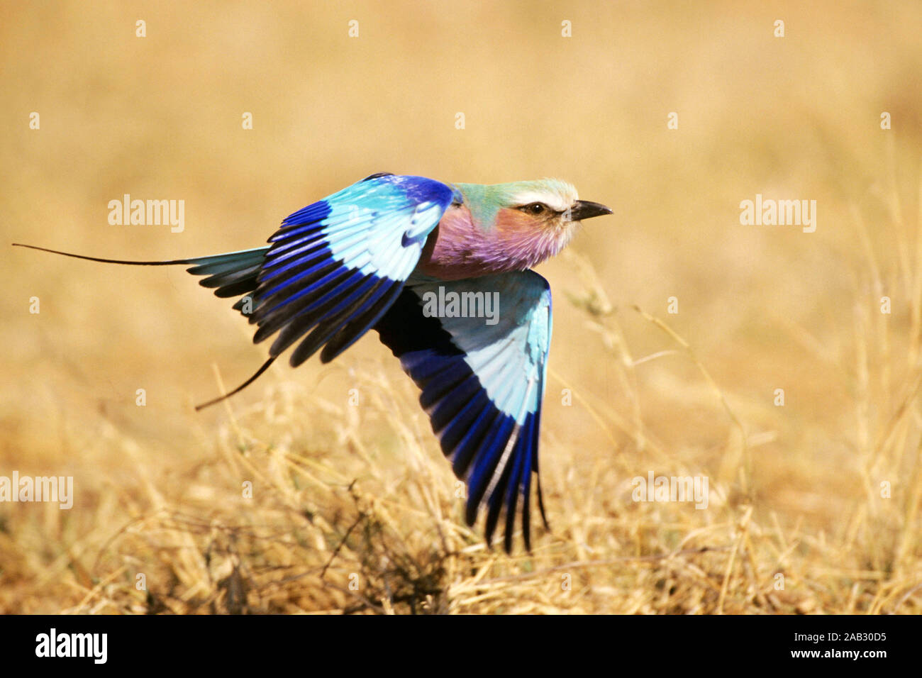 Tier, Tiere, Vogel, Voegel, Gabelracke, Coracias caudatus, Coracias ...