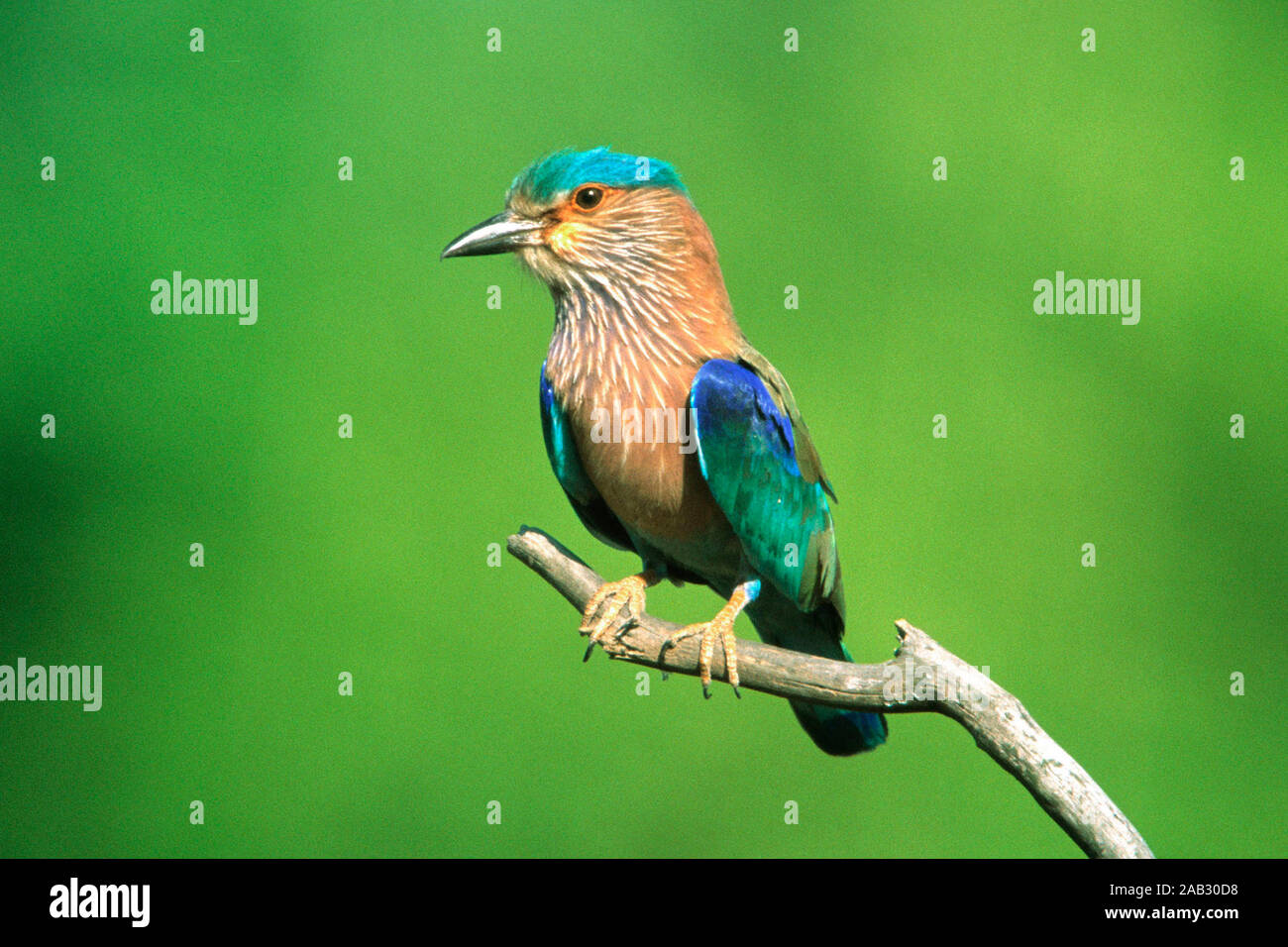 Asien roller hi-res stock photography and images - Alamy