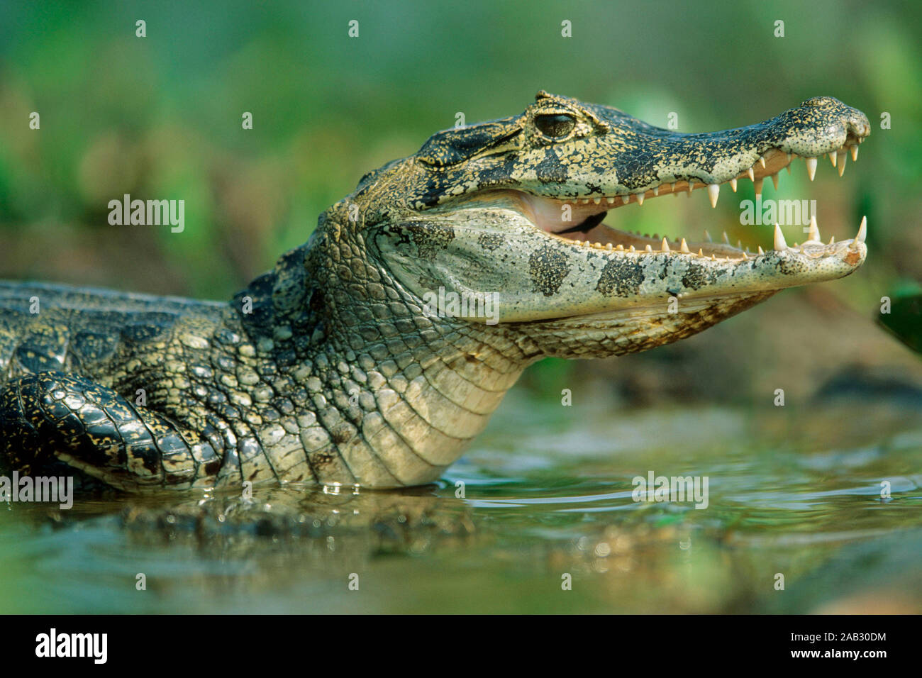 Kaiman, Brillenkaiman, Caiman, Pantanal, Brasilien, Brasil Stock Photo ...