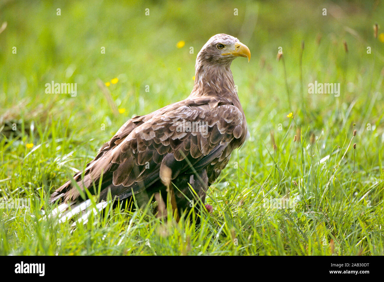 Seeadler - White-tailed Eagle - Deutschland Stock Photo - Alamy