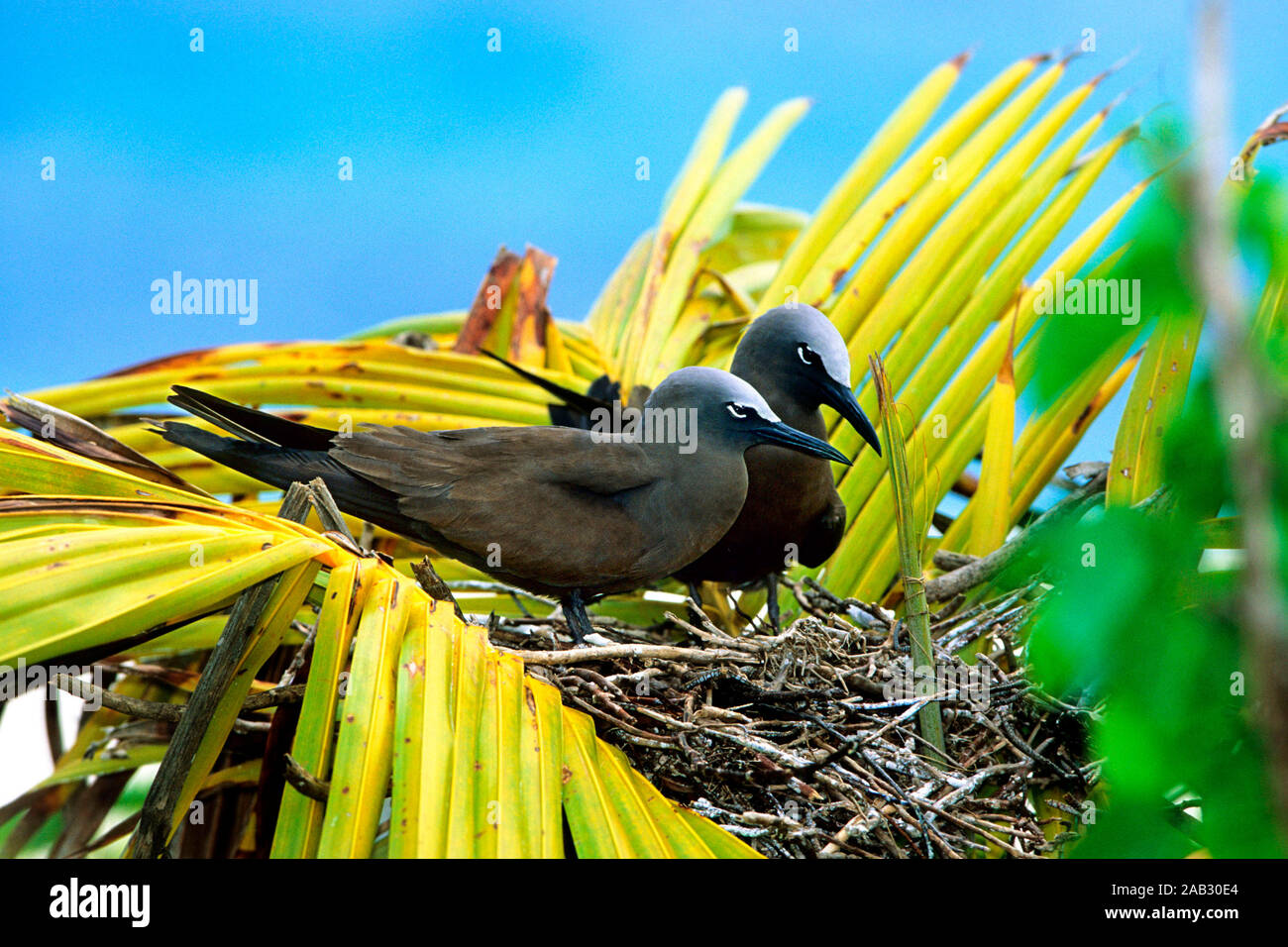 Schlangenschnabelnoddi am Nest, Palme, Bird Island, Seychellen ...