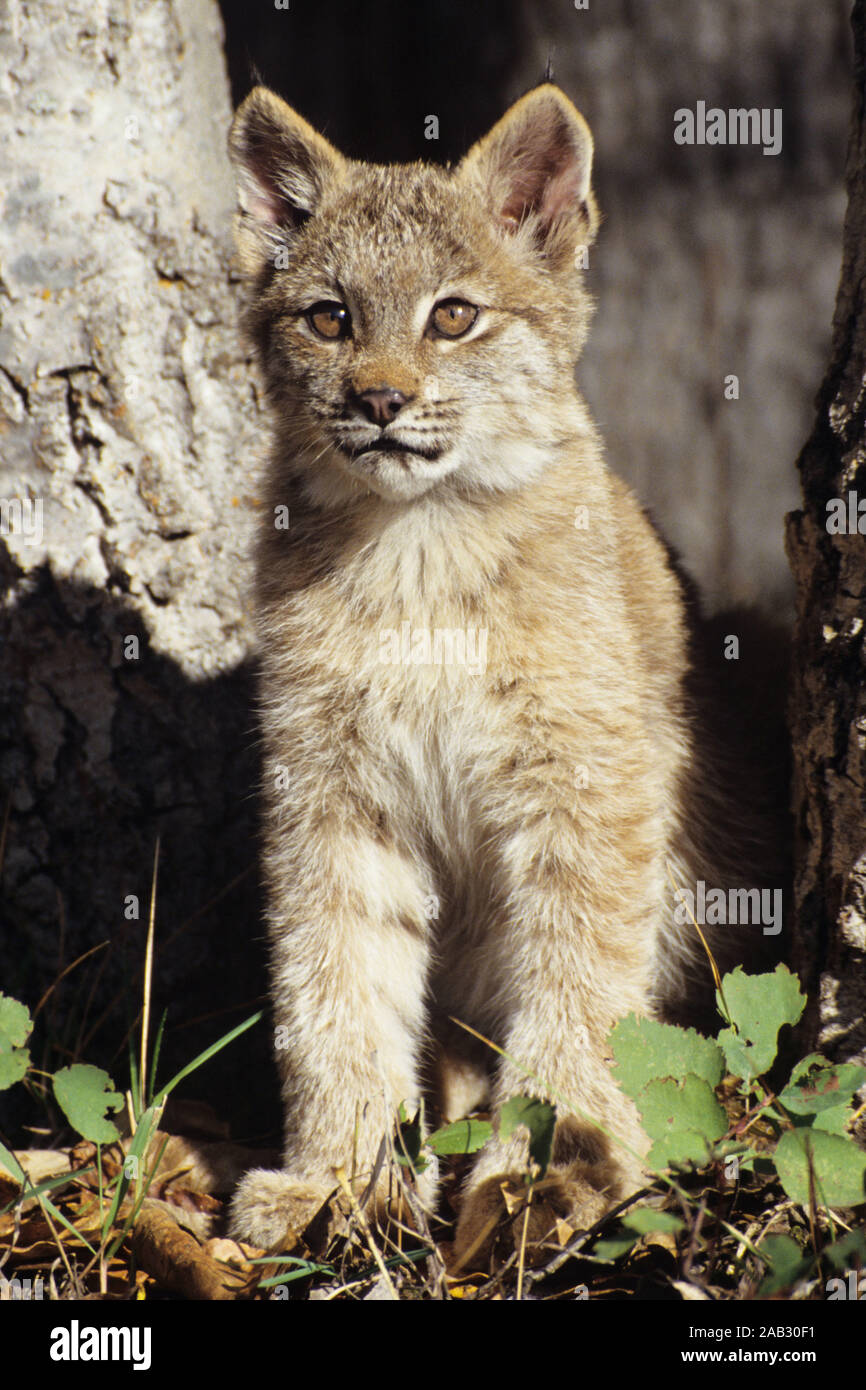 Junger Luchs - Cub - Lynx lynx Stock Photo - Alamy