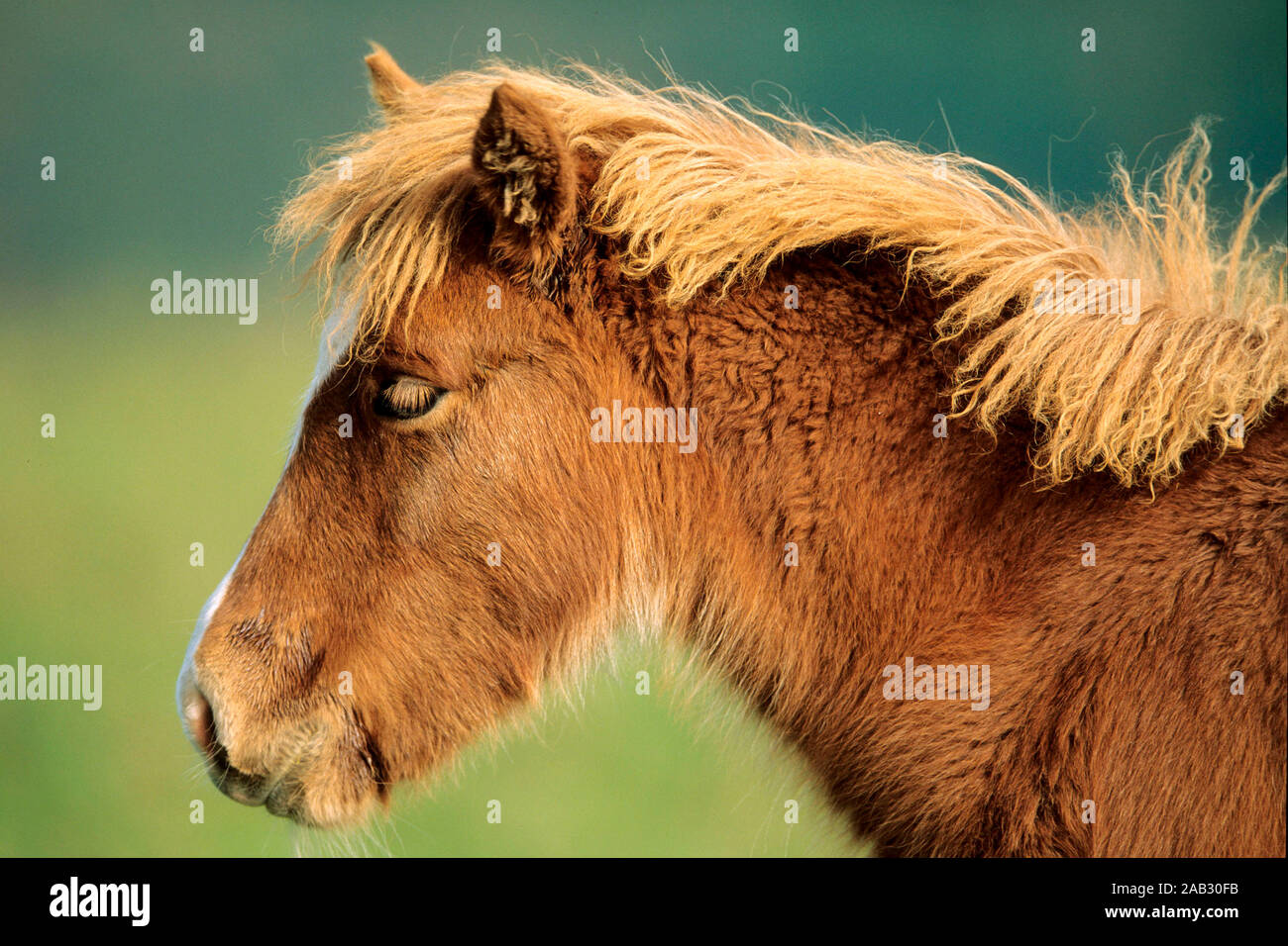 Island Pony, Portrait Iceland Pony Stock Photo - Alamy