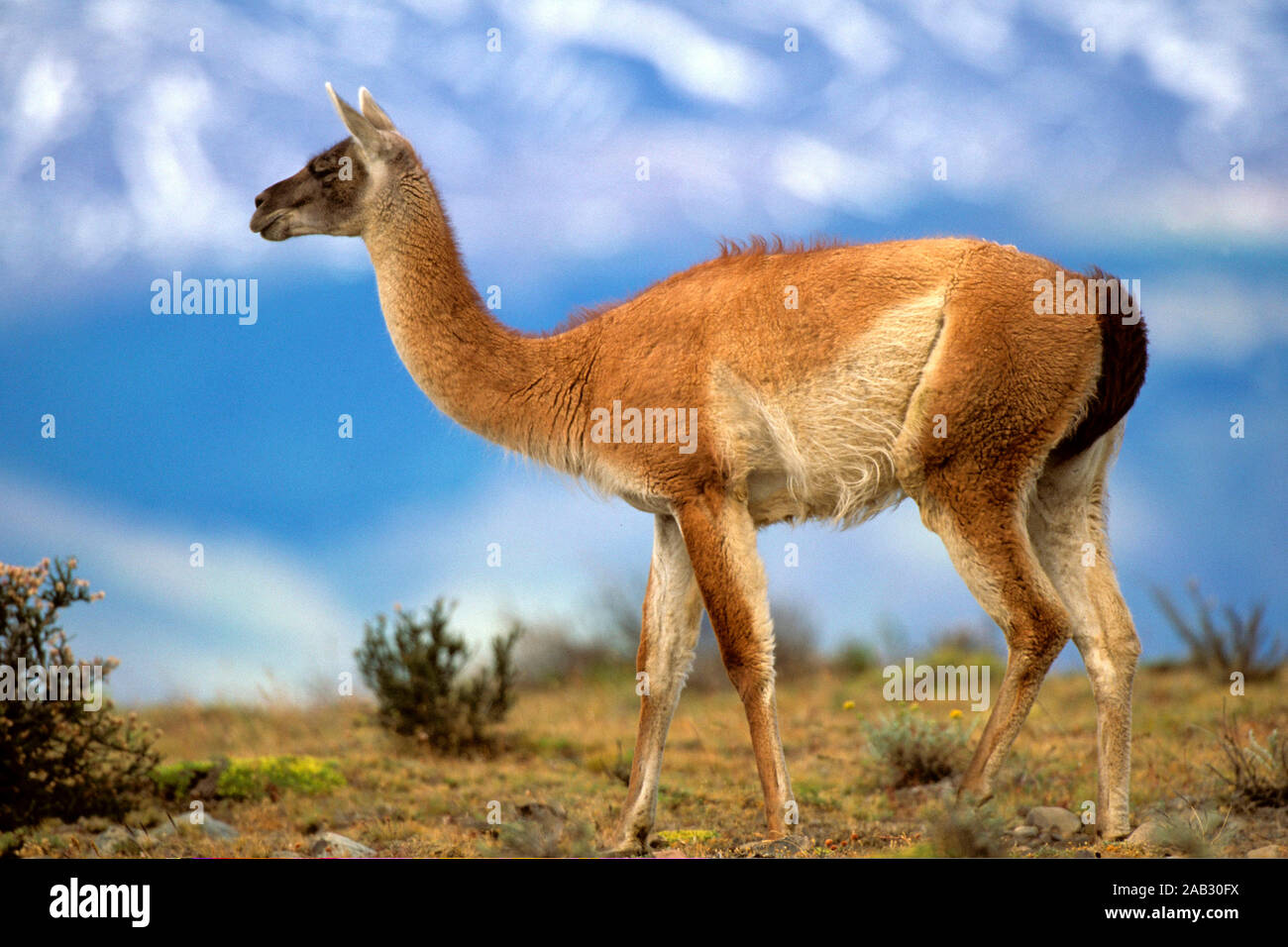 Guanako, Guanaco, NP Torres del Paine, Chile Stock Photo - Alamy