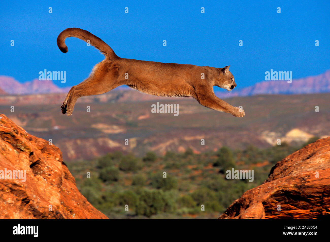 Puma - Mountain Lion Stock Photo - Alamy