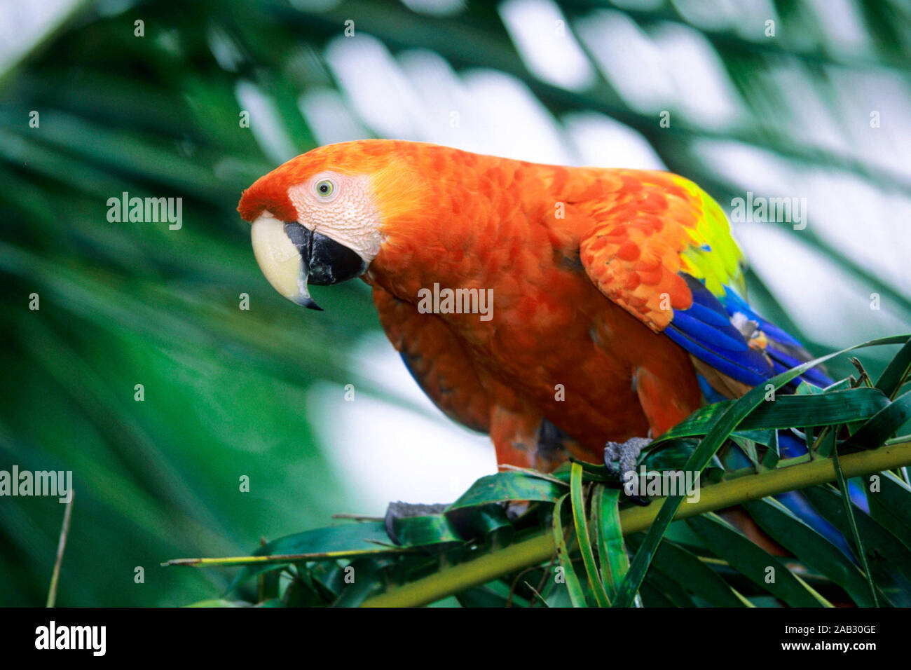 Costa Rica - Mittelamerika - Hellroter Ara oder Arakanga Costa Rica ...