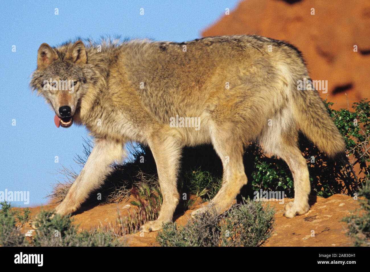 Wolf - Canis Lupus Stock Photo - Alamy