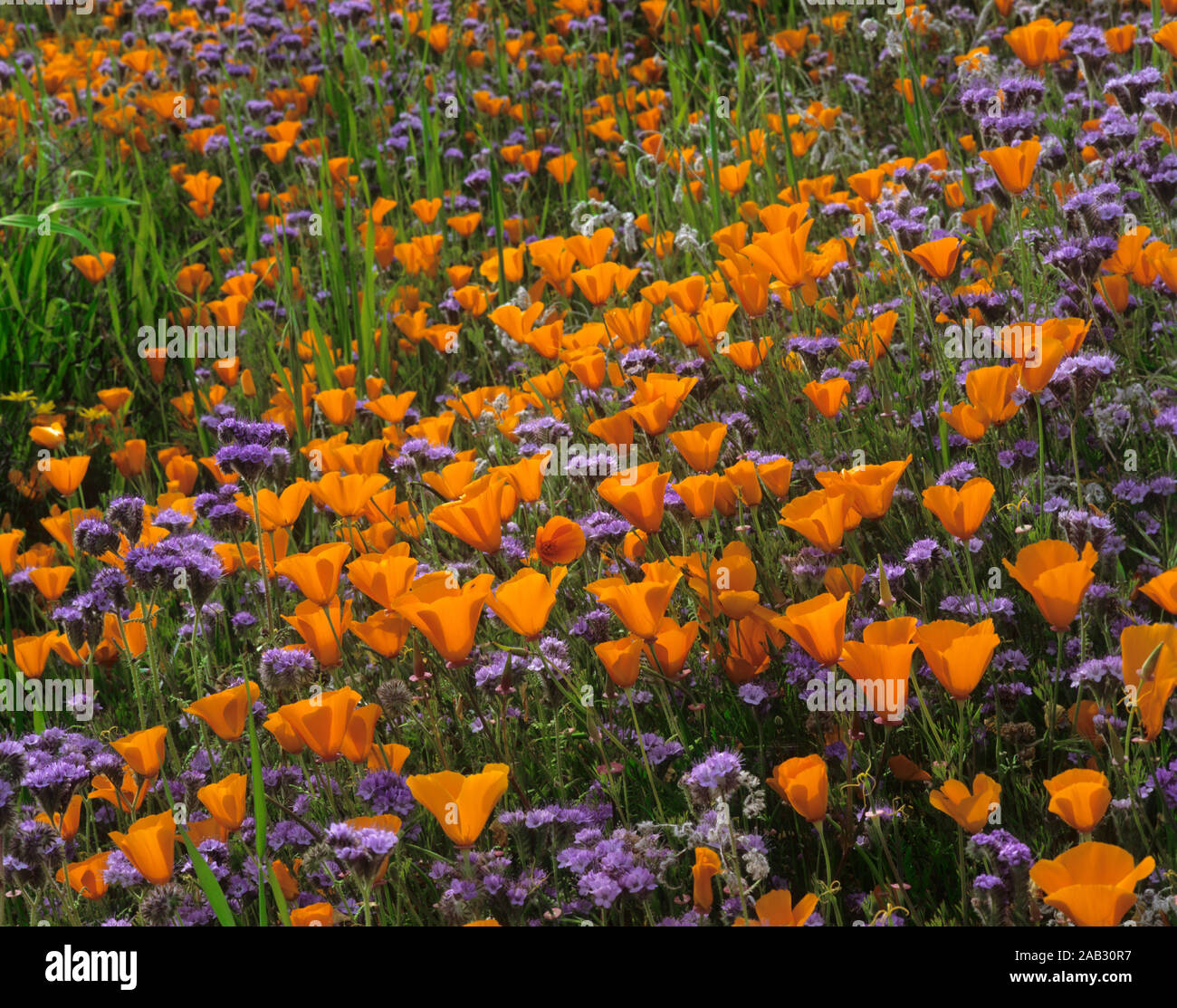 Mohnblumen blueten hi-res stock photography and images - Alamy