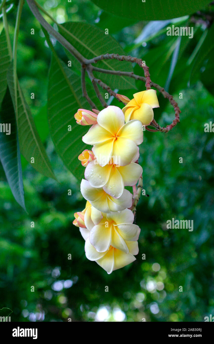 Frangipani tempelbaum hi-res stock photography and images - Alamy