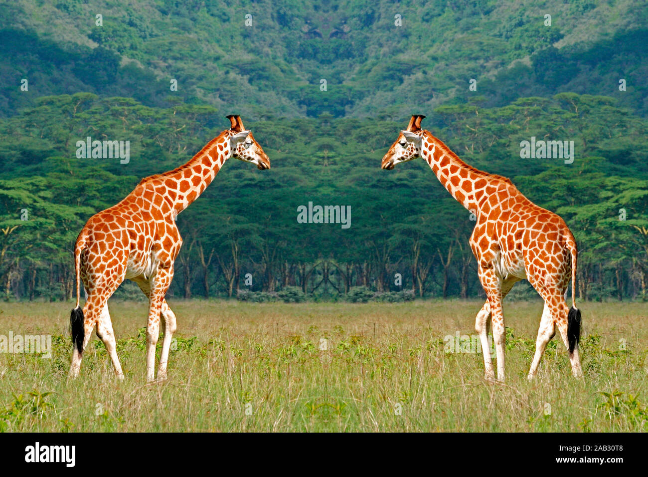 Giraffen - Bullen - Ostafrika Stock Photo - Alamy