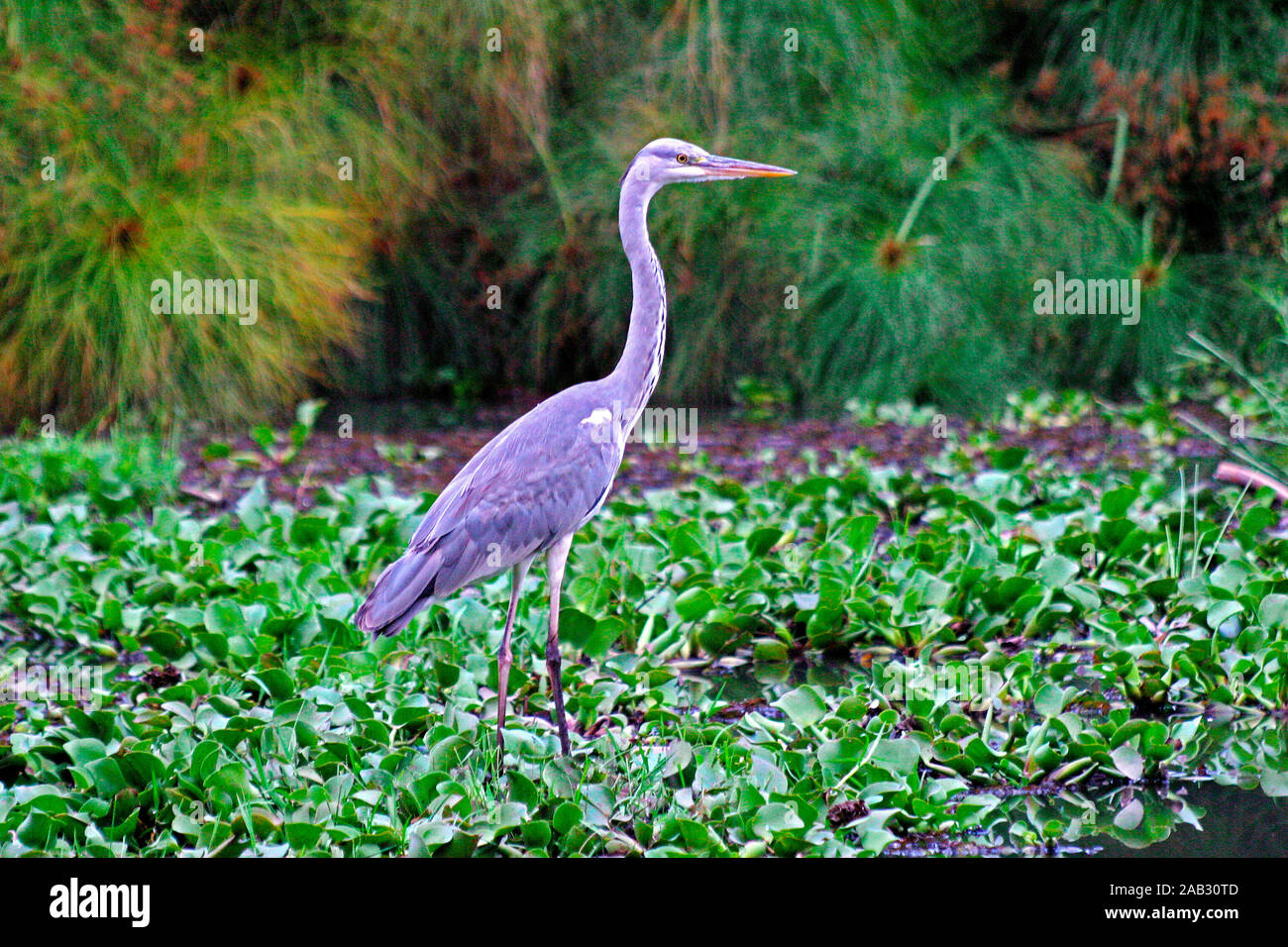 Dol animal hi-res stock photography and images - Alamy