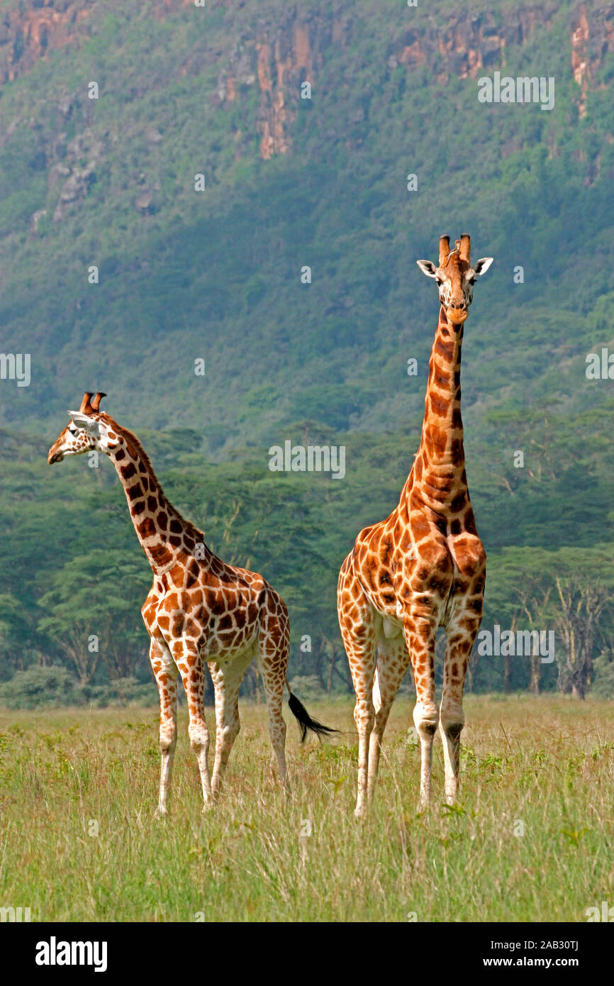 Giraffen - Bullen - Ostafrika Stock Photo - Alamy