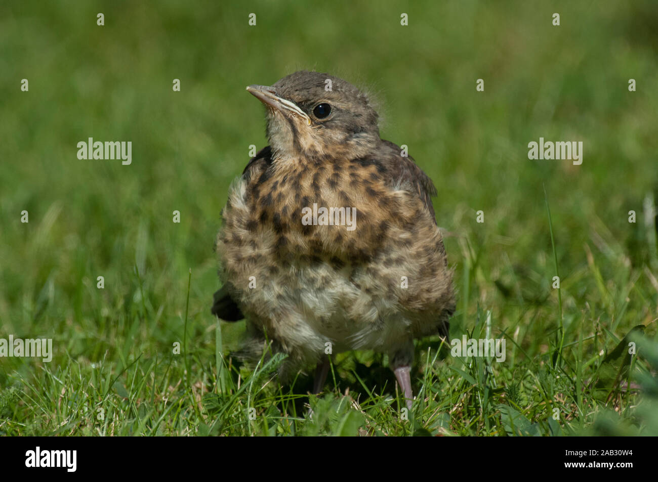 Fieldfare (Turdus pilaris) fledgling bird, Stjørdal, Norway Stock Photo ...