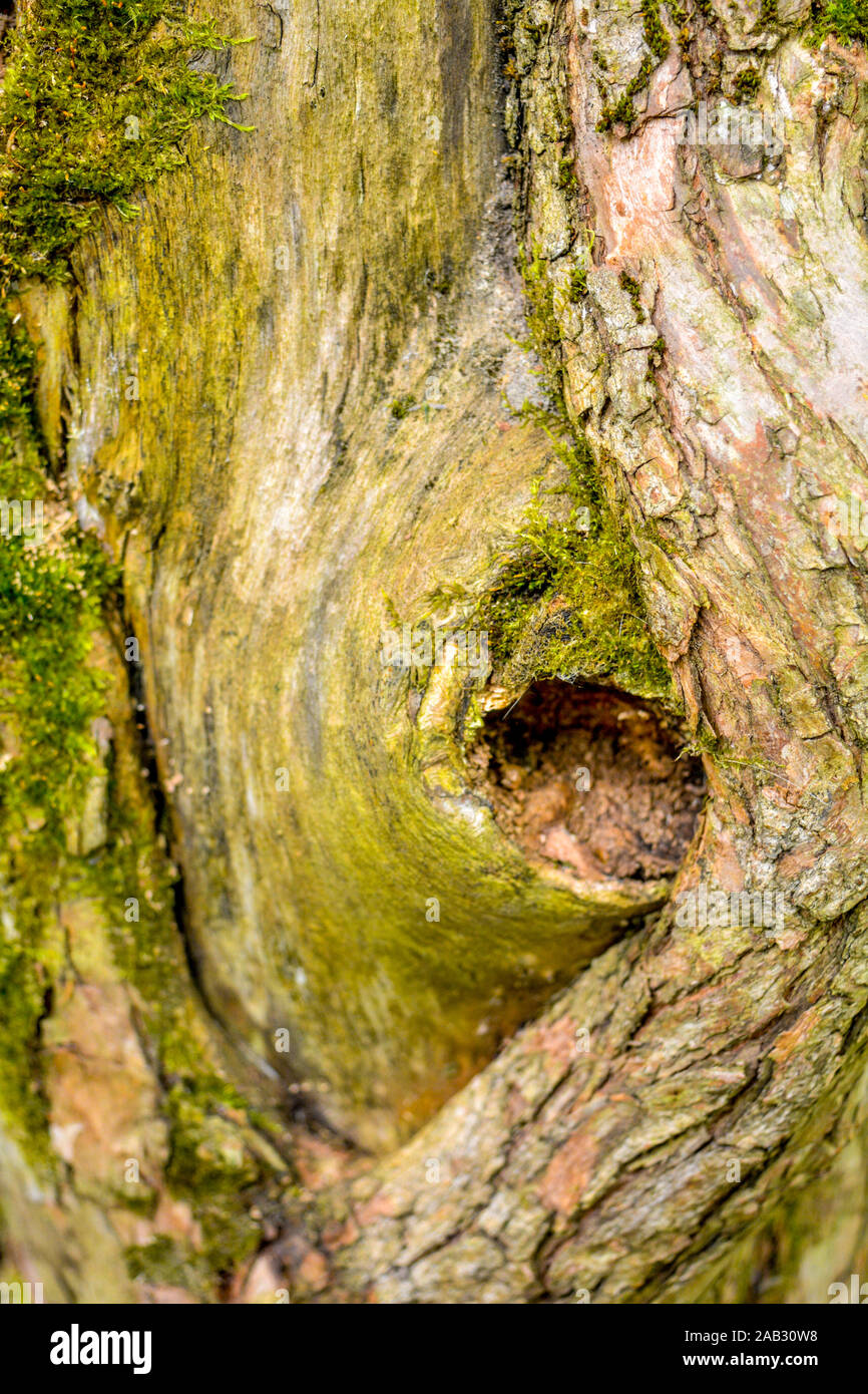 Texture of bark of ancient mighty oak tree trunk with moss and lichen ...